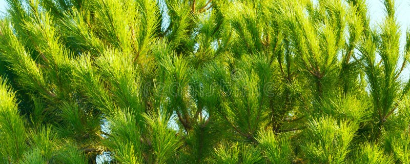 Branches of Conifer Background Stock Image - Image of background, larch ...