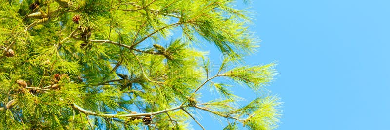 Branches of Conifer Background Stock Photo - Image of environment ...