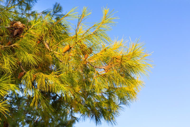 Branches of Conifer Background Stock Photo - Image of leaf, plant ...