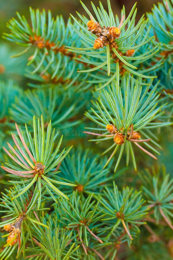 Branches of a Coniferous Tree Stock Photo - Image of crown, dioxide ...