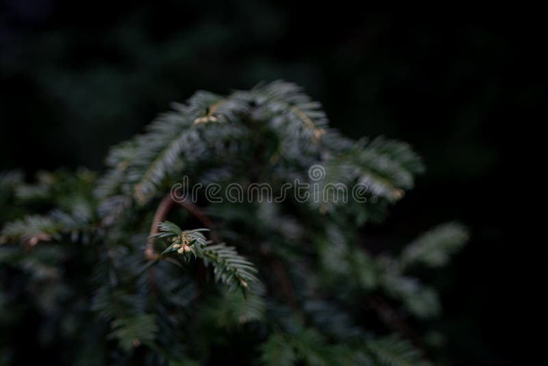 Branches of a Coniferous Tree, with Green, Textured Needles. Stock ...