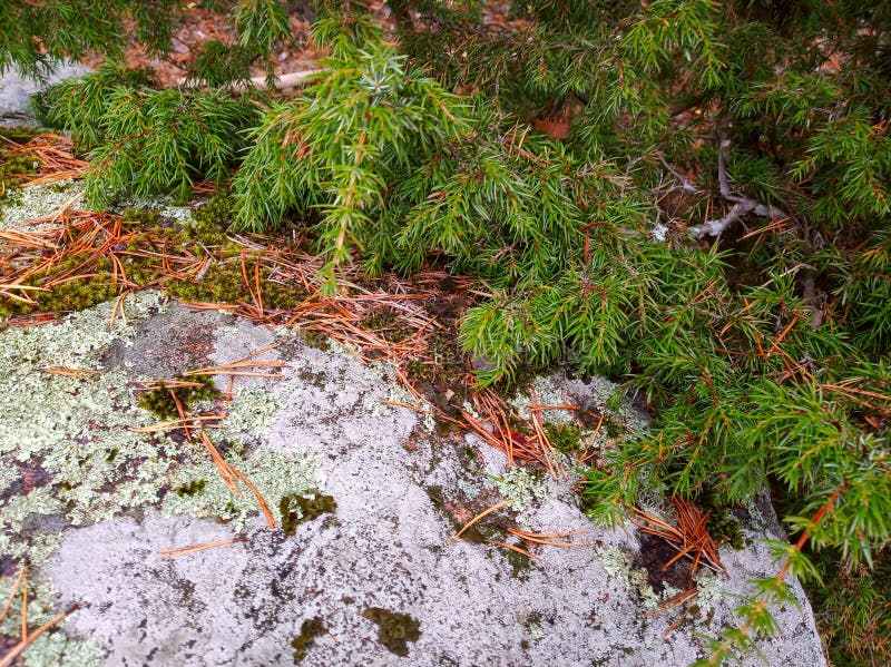 Branches of Coniferous Tree Stock Photo - Image of close, conifer ...
