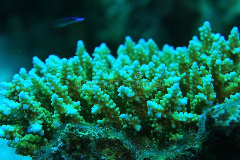 Branches of coral stock image. Image of panama, america - 69331497