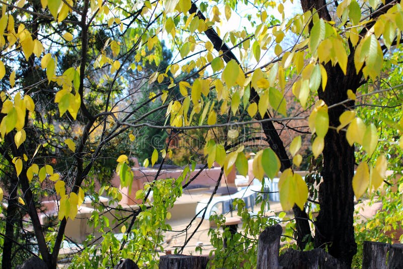 Branches Cover the Patio stock image. Image of patio - 81436431