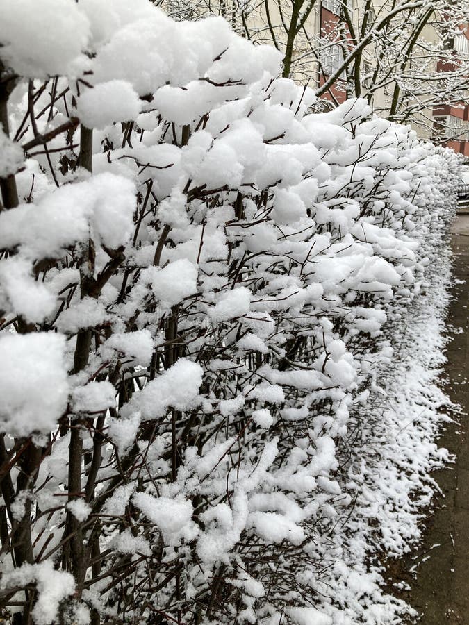 Branches Covered with Fresh White Fluffy Snow Stock Image - Image of ...