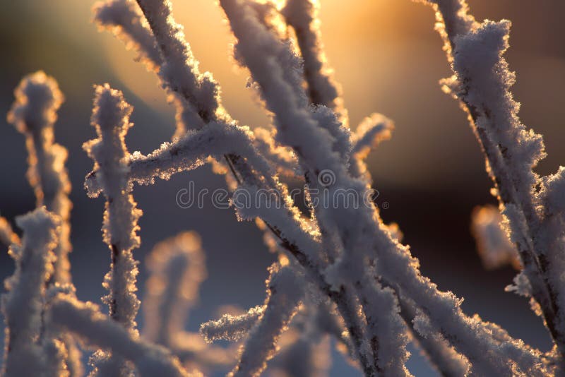 Branches Covered by Frost in the Morning Sun, Warm Light Stock Photo ...