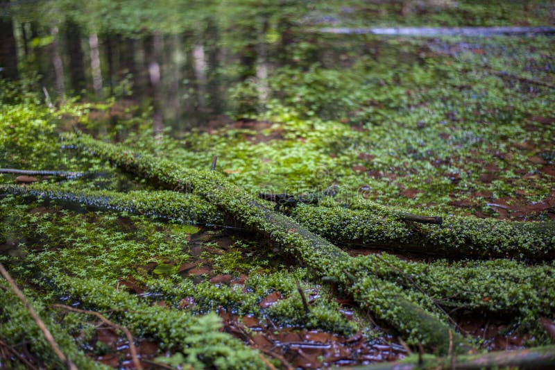 Branches Covered with Green Moss in Swamp Stock Image - Image of ...