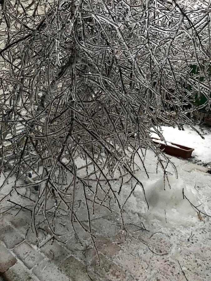 Branches Covered with Ice Broken after an Ice Rain Landscape View of ...