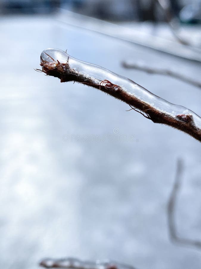 Branches Covered with Ice after Freezing Rain. Sparkling Ice Covered ...
