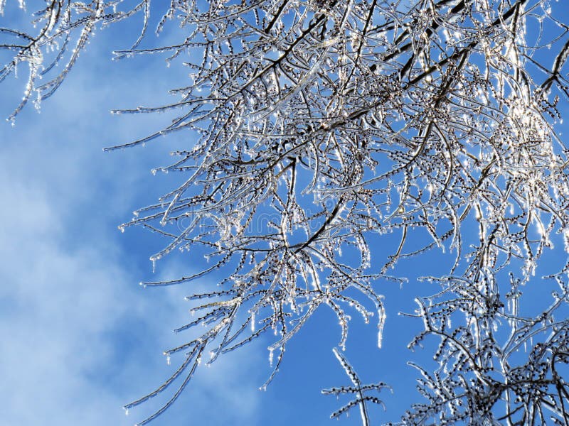 Branches Covered of Ice after a Freezing Rain Storm Stock Photo - Image ...