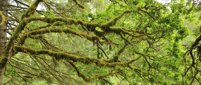 Moss covered branches stock photo. Image of mossy, woods - 54556454