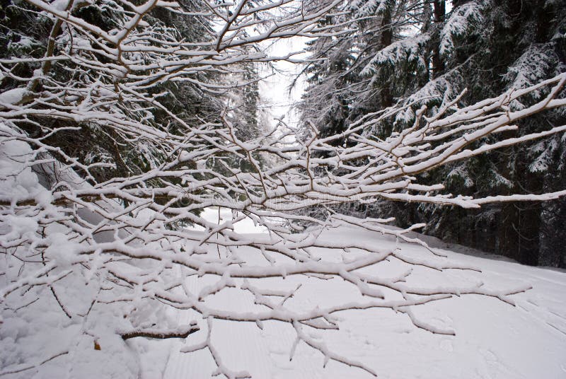 Branches covered with snow stock image. Image of trees - 113371757