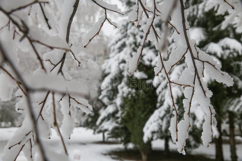 Branches Covered with Snow after a Snowfall Stock Image - Image of ...