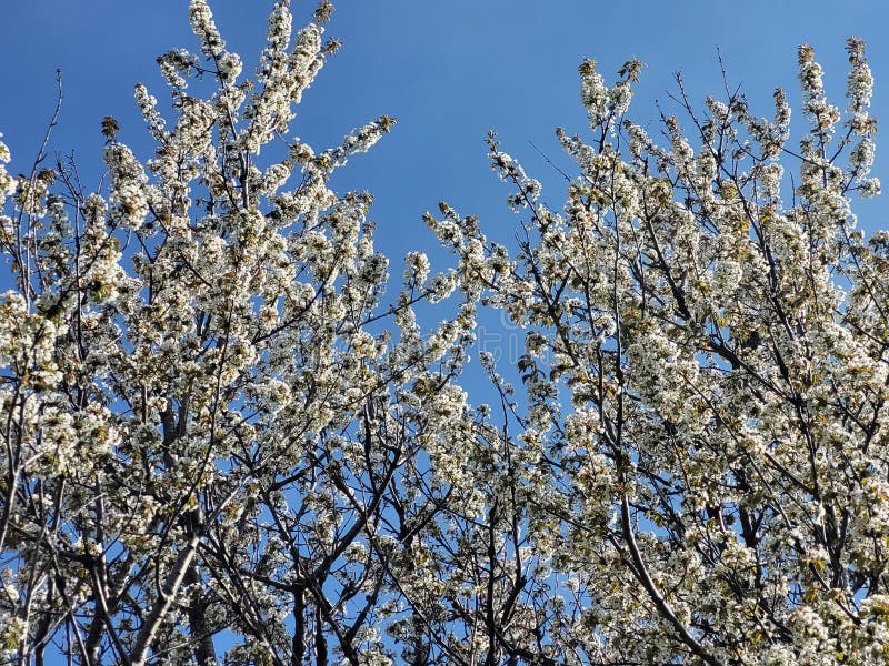 Blue Birds Enjoy Spring Blooms Stock Photos - Free & Royalty-Free Stock ...