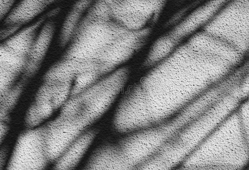 Branches Create Intricate Shadows on a Textured Wall As Afternoon ...