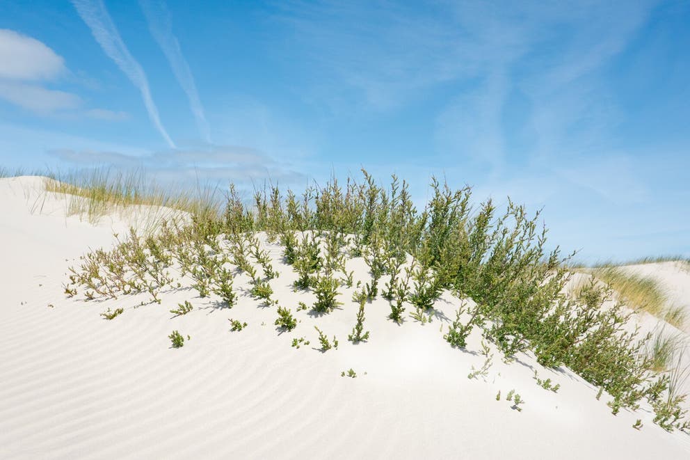 Branches of Creeping Willow, Buried Under Dune Sand Stock Photo - Image ...