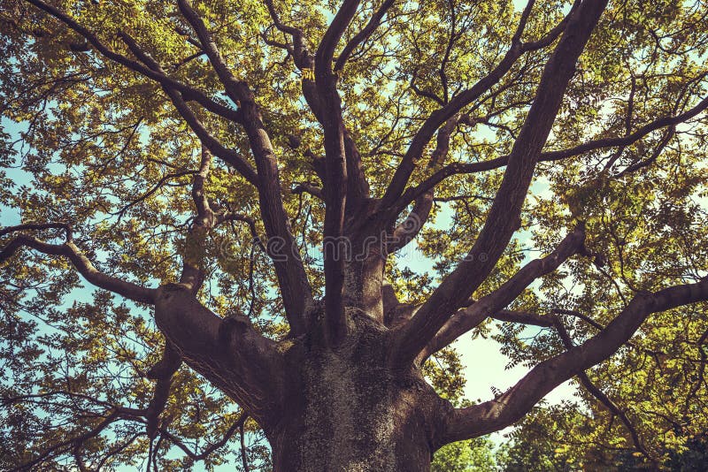 Branches of Crown at Trunk Old Tree Stock Image - Image of bole ...