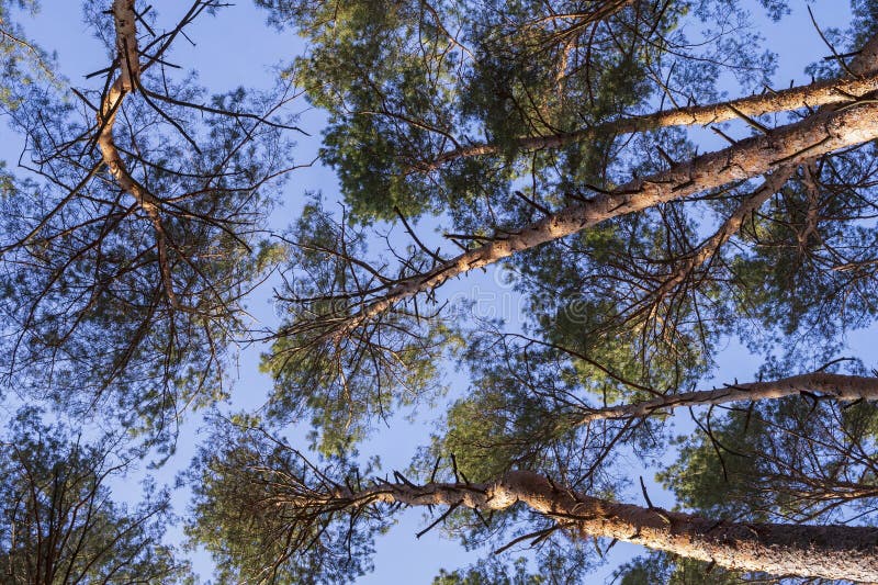 Branches and Crowns of Pine Trees Against the Blue Sky. Tree Branches ...