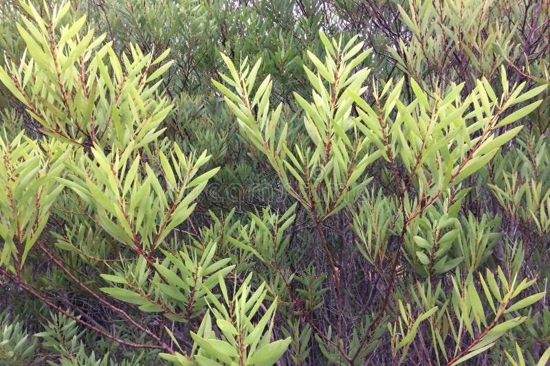 Branches d'un buisson image stock. Image du nature, flore - 133587205