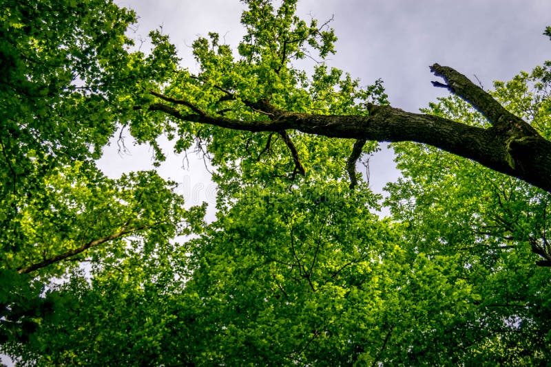 Branches Dancing in the Sky Stock Image - Image of green, nature: 70511561