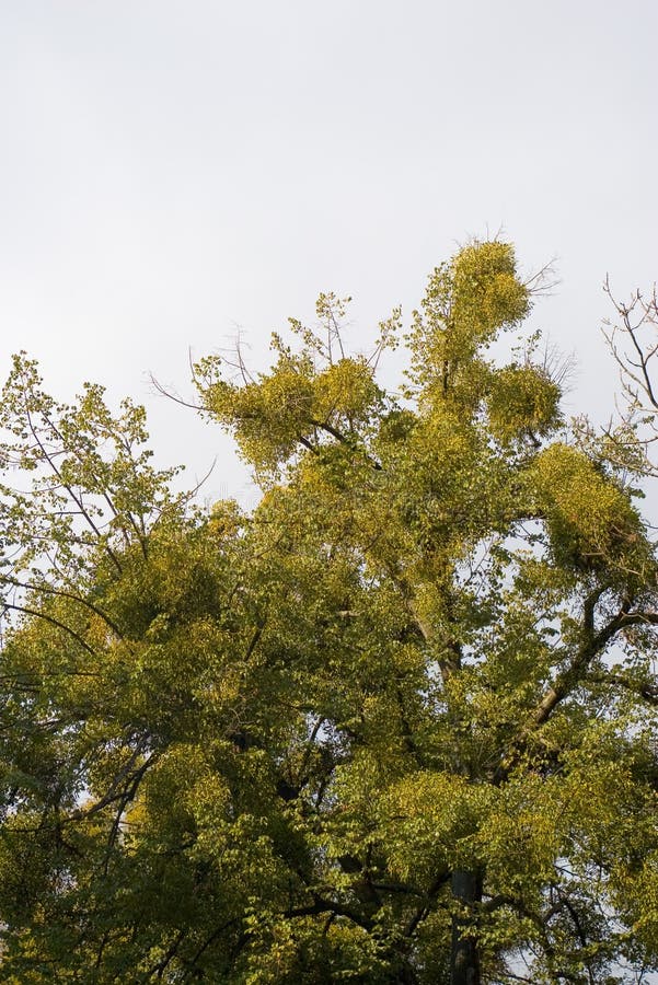 Boules de gui sur l'arbre photo stock. Image du groupe - 38934894