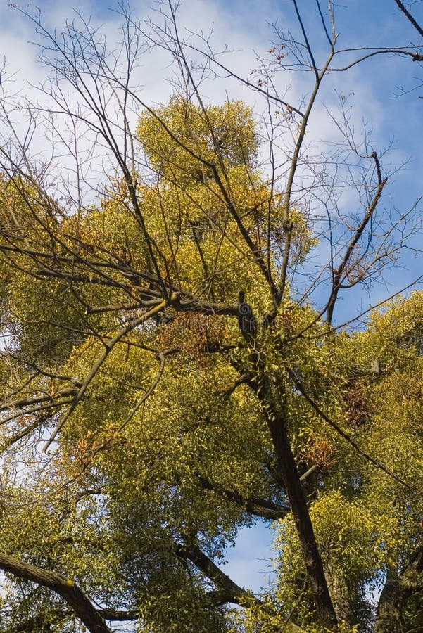Boules de gui sur l'arbre photo stock. Image du groupe - 38934894