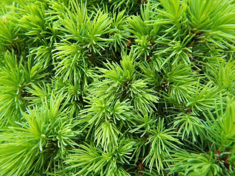 Branches de pin photo stock. Image du branchement, vivre - 41583448