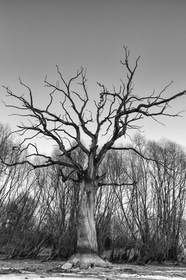 Branches of a Dead Giant Tree Stock Photo - Image of tallest, wood ...
