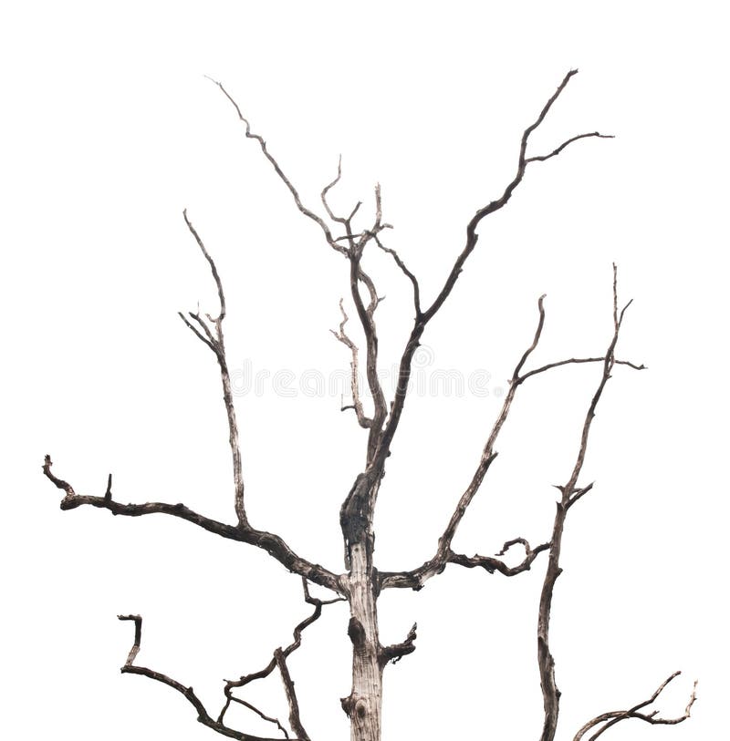 A Tree with No Leaves and Branches Stock Photo - Image of sketch ...