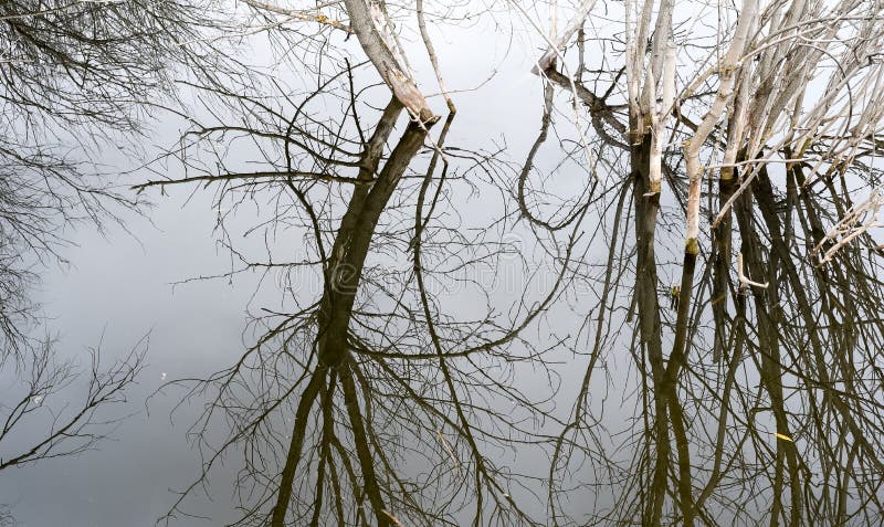 Dead Tree Water Pond Reflection Stock Photo - Image of landscape ...