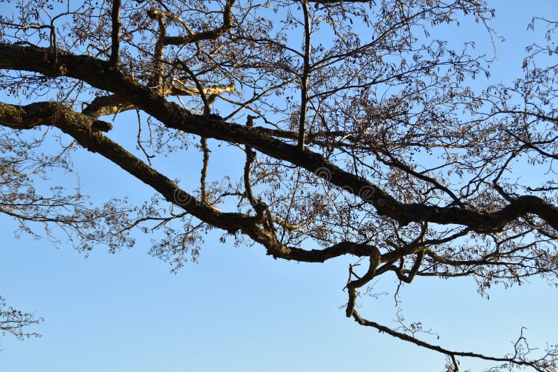 Pretty Branches stock photo. Image of bright, outdoors - 356906888