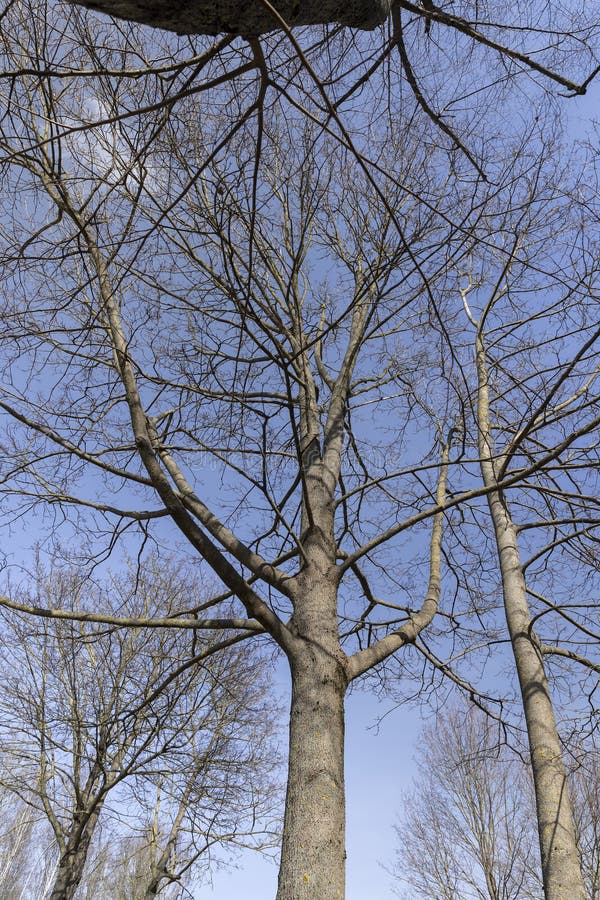 Branches of Deciduous Trees in the Park in Spring Sunny Weather Stock ...
