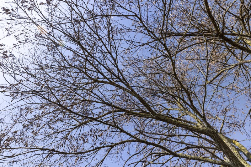 Branches of Deciduous Trees in the Park in Spring Sunny Weather Stock ...