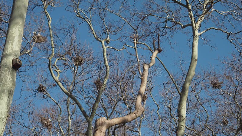 Branches of Deciduous Trees in the Park in Spring Sunny Weather, Stock ...