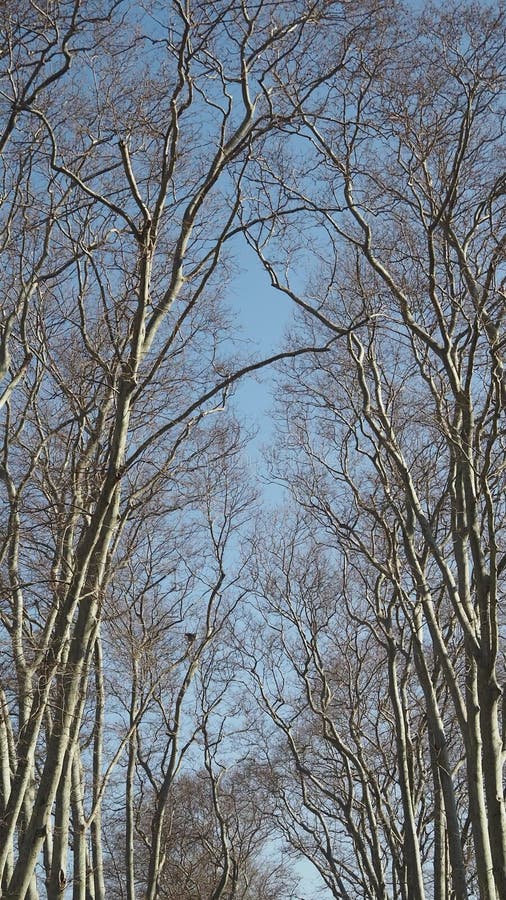 Branches of Deciduous Trees in the Park in Spring Sunny Weather, Stock ...