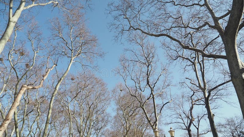 Branches of Deciduous Trees in the Park in Spring Sunny Weather, Stock ...