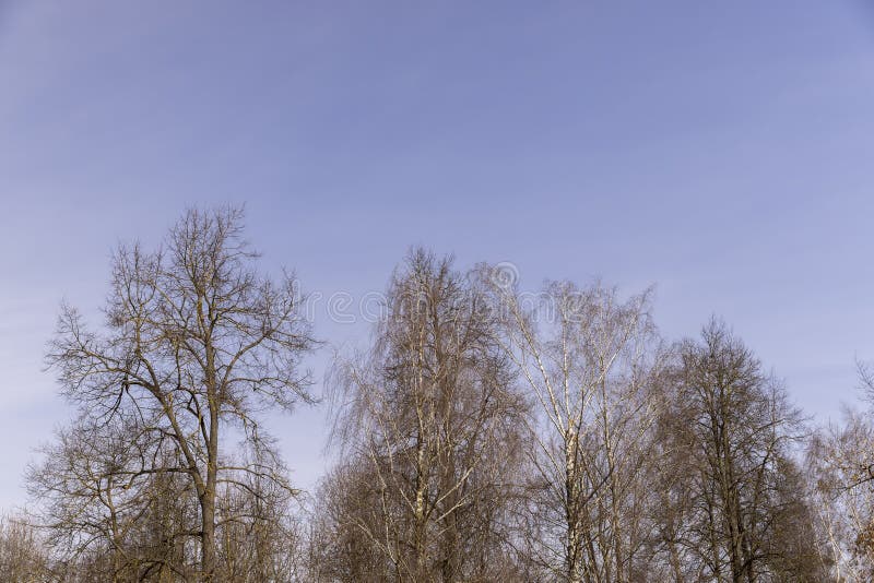 Branches of Deciduous Trees in the Park in Spring Sunny Weather Stock ...