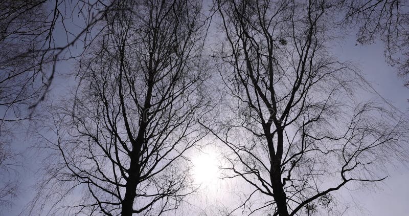Branches of Deciduous Trees in the Park in Spring Sunny Weather Stock ...