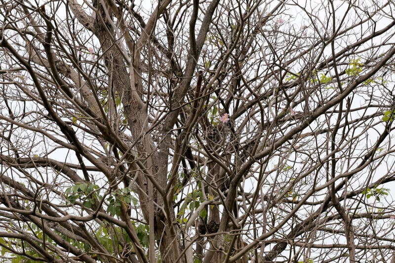 Branches of Deciduous Trees in Tropical Woodland. Stock Photo - Image ...