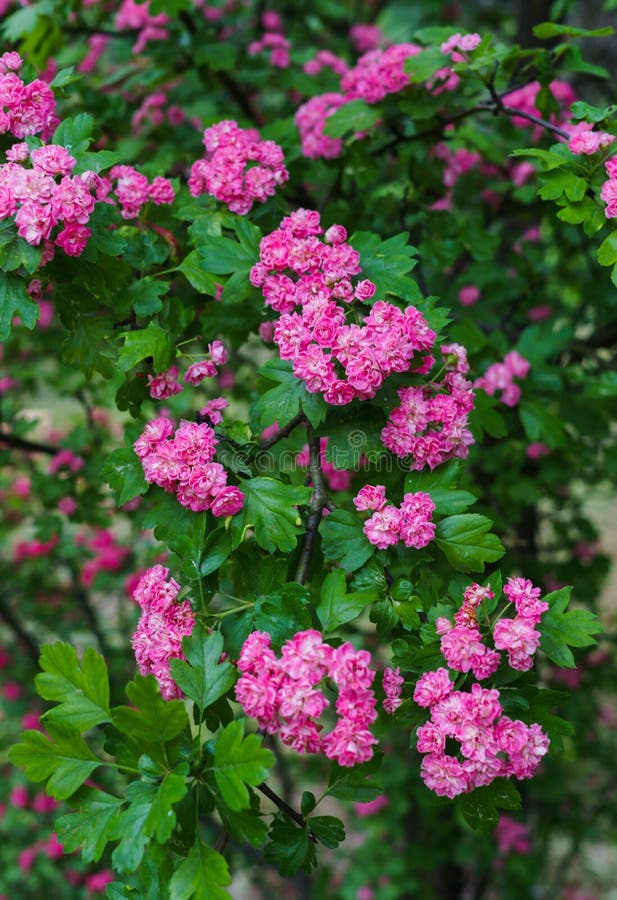 Branches of a Decorative Hawthorn in a Garden with Pink Flowers Stock ...