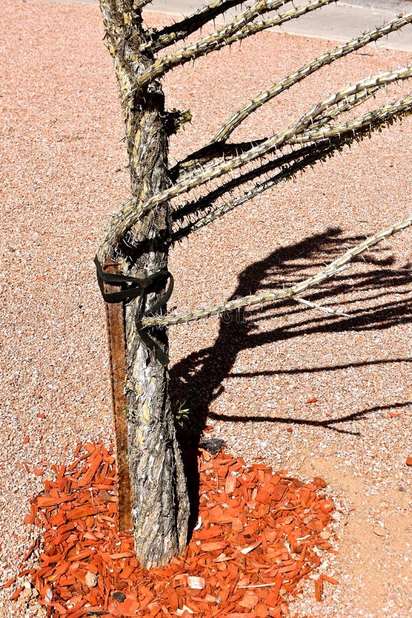 Branches of a Tree All Growing in One Direction Stock Image - Image of ...