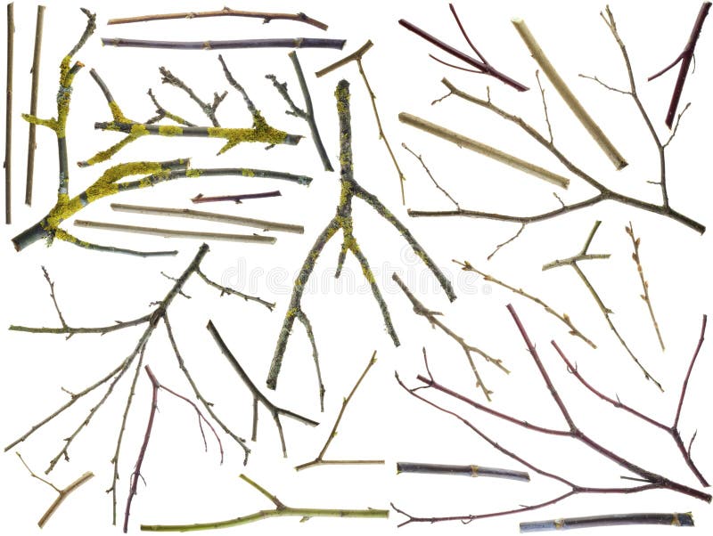 Branches of Different Breeds of Trees Set Stock Photo - Image of bare ...