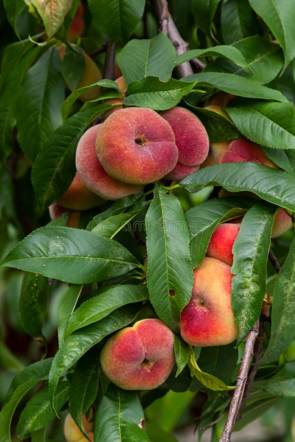 Branches with Donut Peaches and Green Leaves. Peach Tree Stock Photo ...