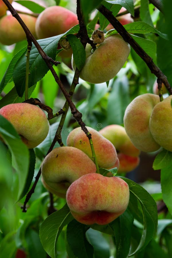 Branches with Donut Peaches and Green Leaves. Peach Tree Stock Image ...