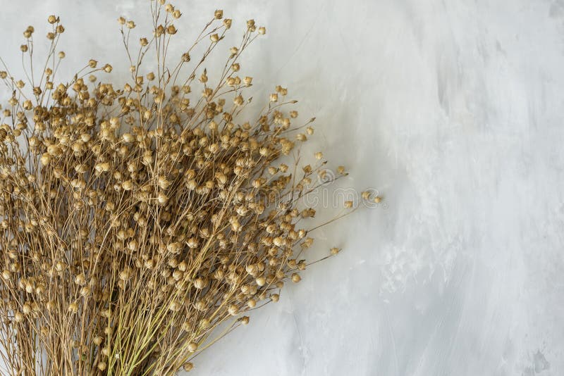 Branches of dry flax stock image. Image of produce, decoration - 335220327