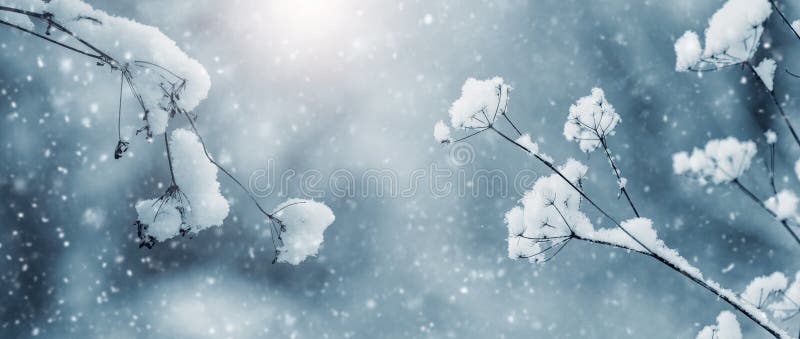 Branches of a Dry Plant Covered in Snow during a Heavy Snowfall Stock ...