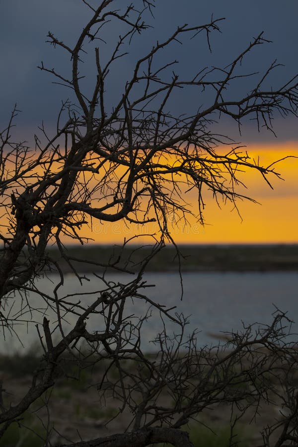 Branches of a Dry Tree Against the Backdrop of a Beautiful Sunset Sky ...