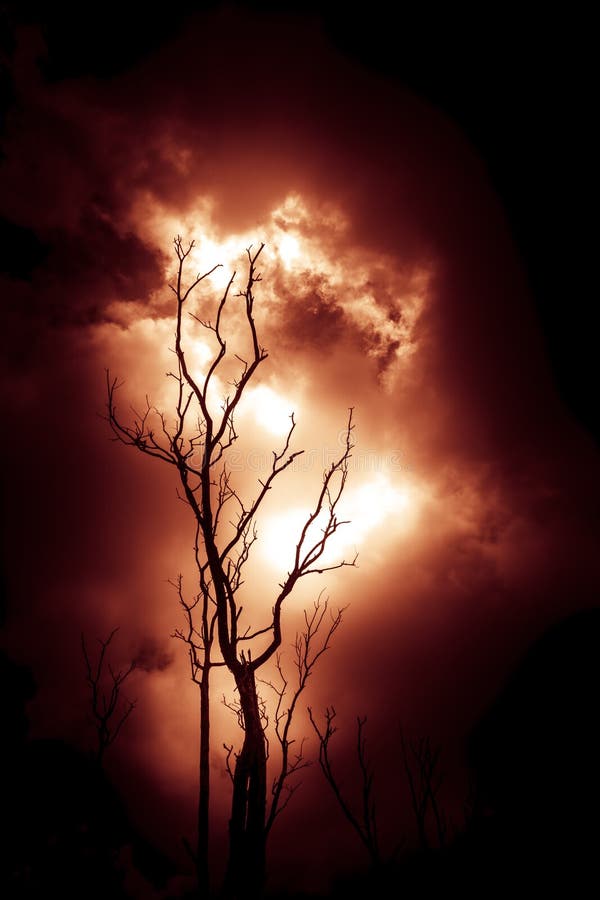 Branches du feu photo stock. Image du inde, rêve, déprimé - 59942116