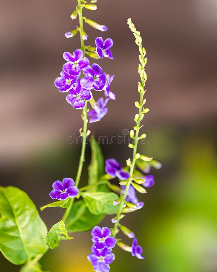 Duranta Erecta Flowers stock photo. Image of beautiful - 327969806