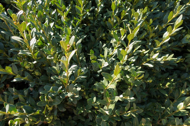 Branches of European Box Shrub Stock Photo - Image of branch, greenery ...